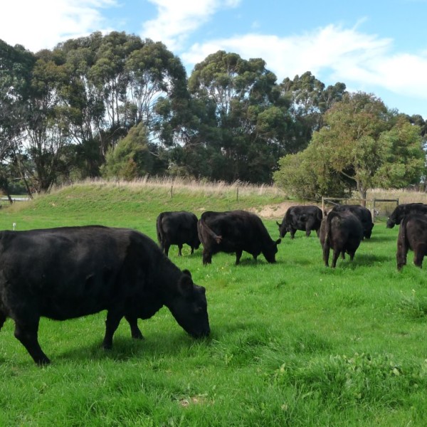 Lowline Beef Cattle Stud Breeding - ALCA