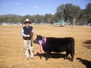 Showing & Exhibiting - Australian Lowline Cattle Association