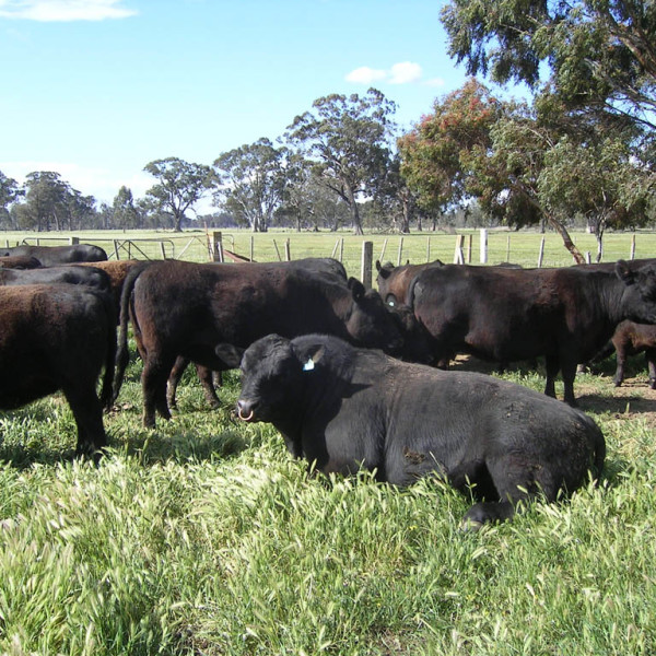 Breeding Commercial Lowline Beef Cattle - ALCA