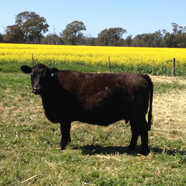 Lowline Beef Cattle Stud Breeding - ALCA