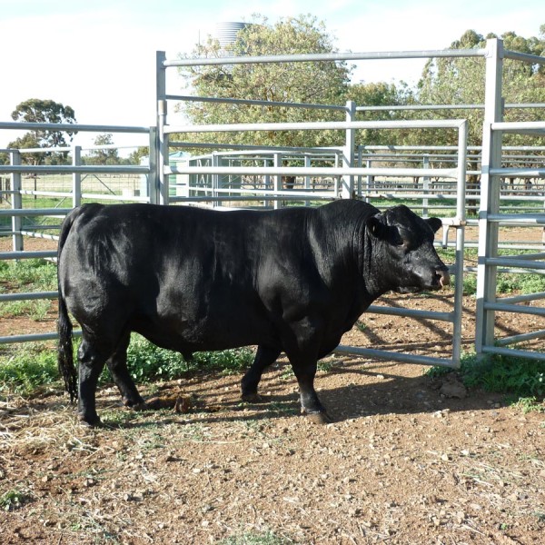 Grow your own beef using Lowline cattle - Australian Lowline Cattle ...