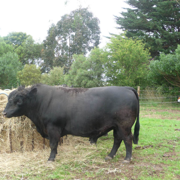 Lowline Beef Cattle Stud Breeding - ALCA