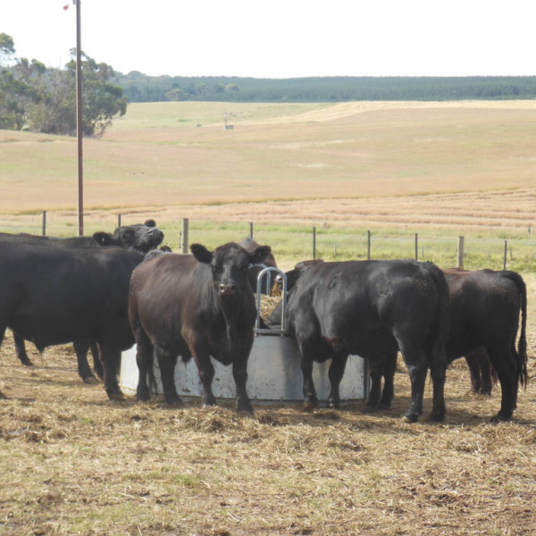 Breeding Commercial Lowline Beef Cattle - ALCA
