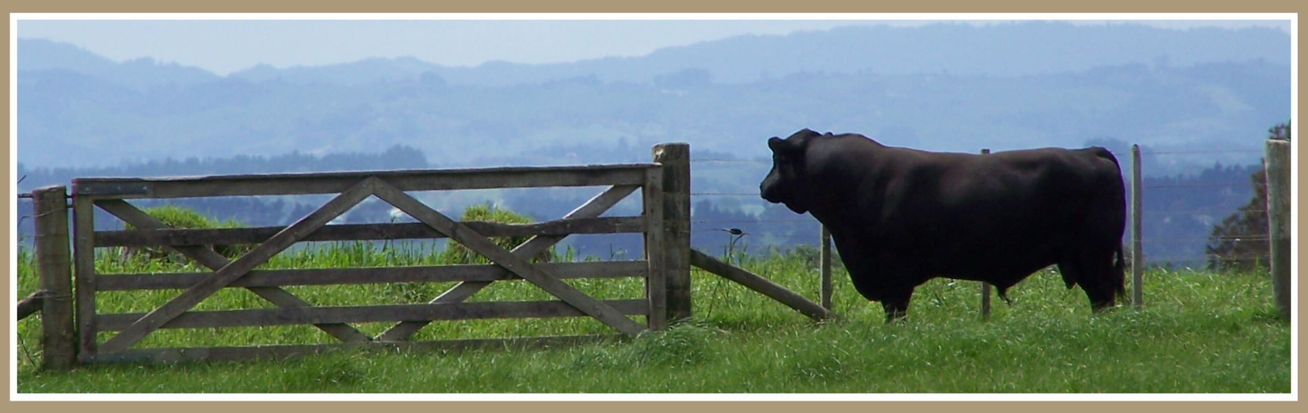 Australian Lowline Cattle Association - ALCA