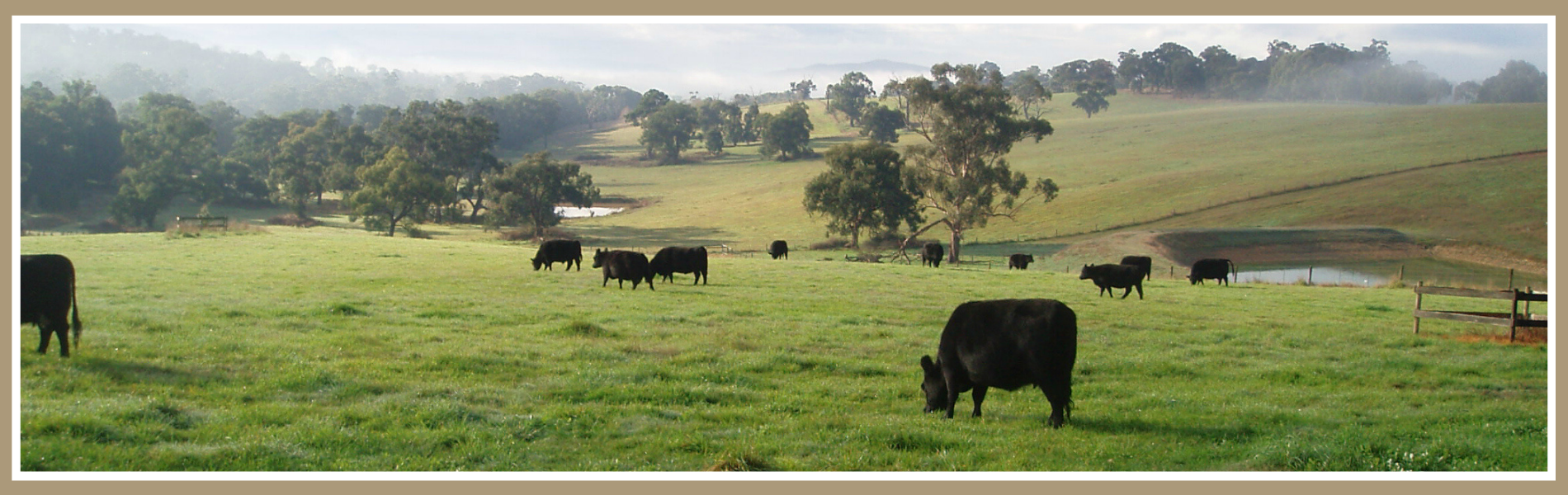 Australian Lowline Cattle Association - ALCA