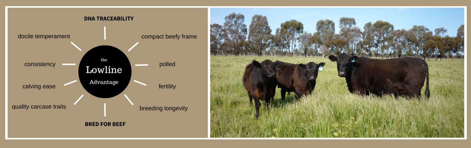 Benefits of Australian Lowline Beef Cattle - ALCA