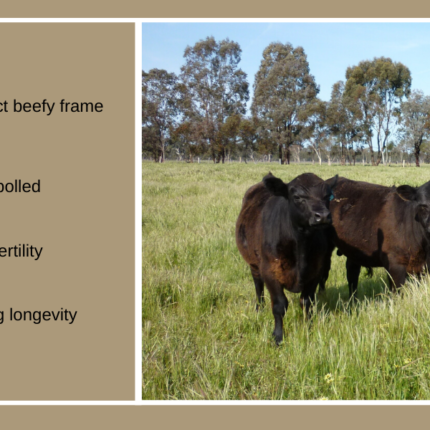 Australian Lowline Cattle Breed Information - ALCA