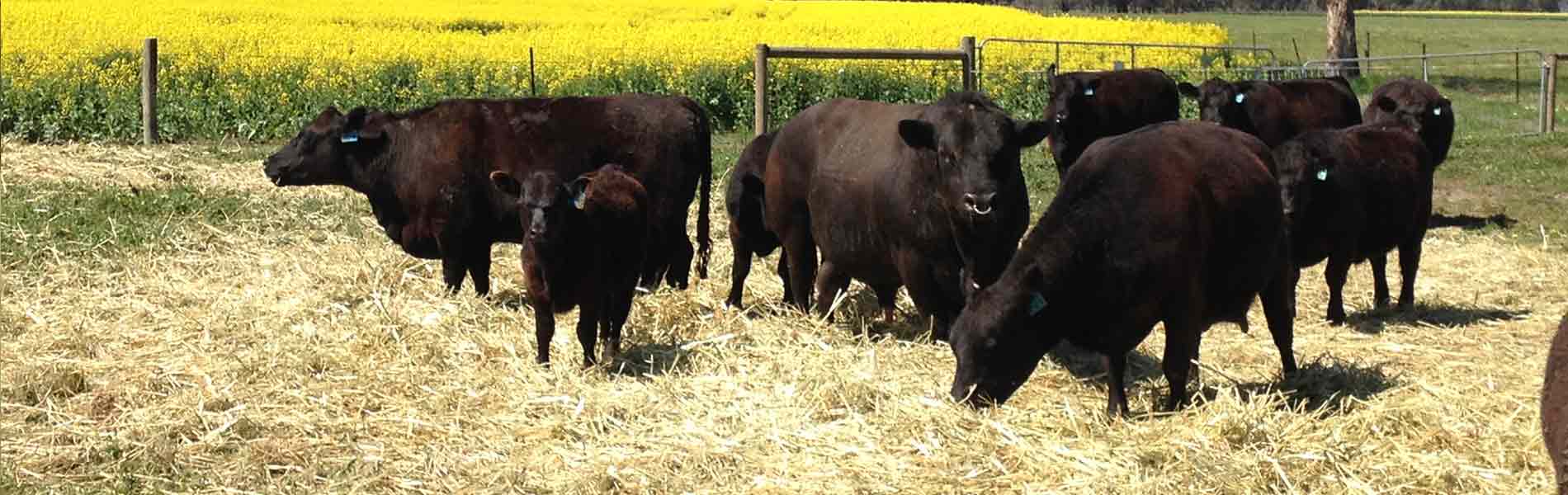 Australian Lowline Cattle Association Membership - ALCA