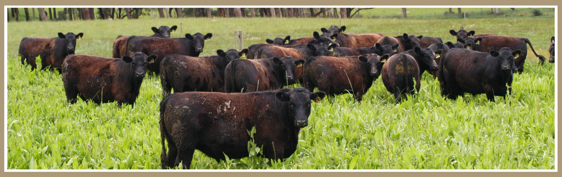Breeding Commercial Lowline Beef Cattle - ALCA