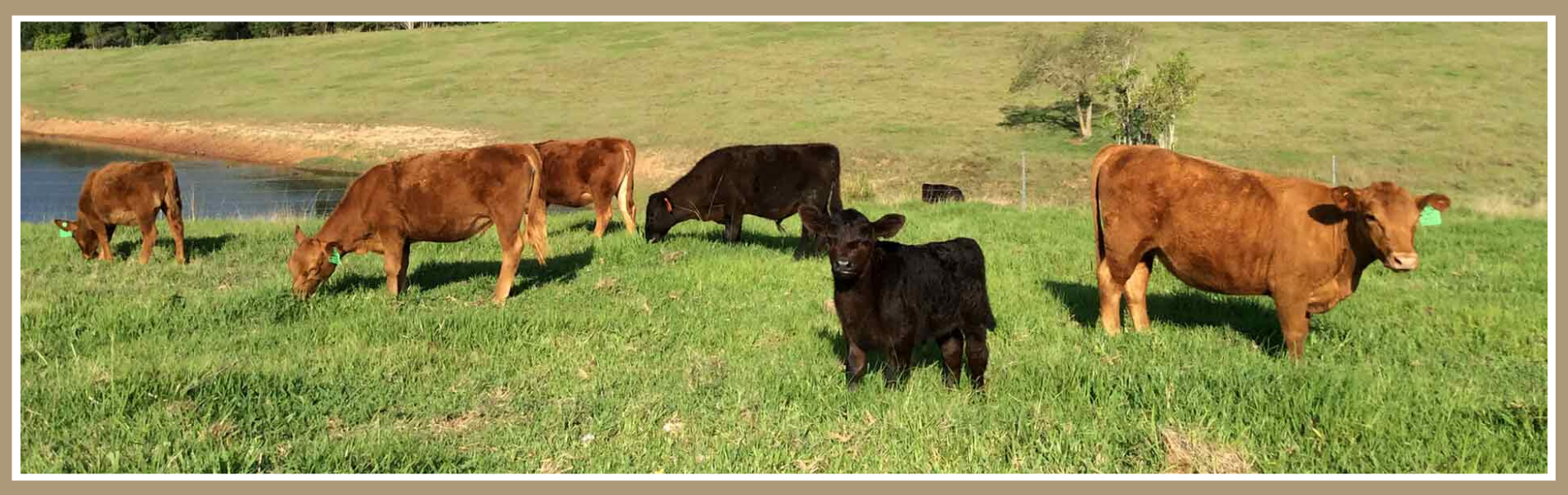 Lowline Beef Cattle Stud Breeding - ALCA