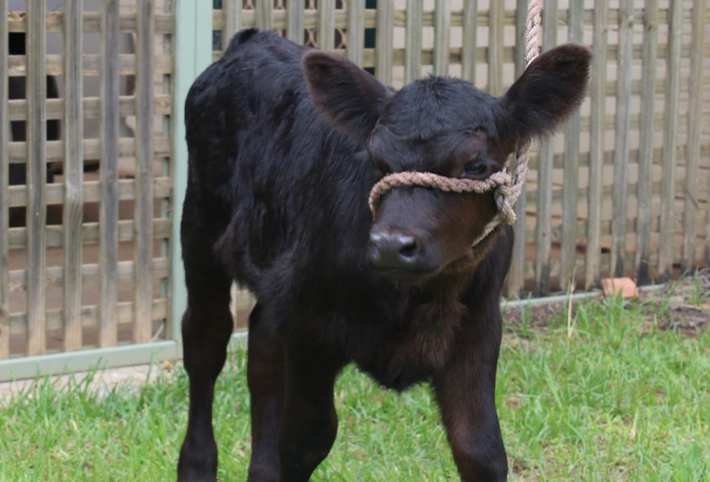 Macquarie Country Skills Group working with Lowlines - Australian ...