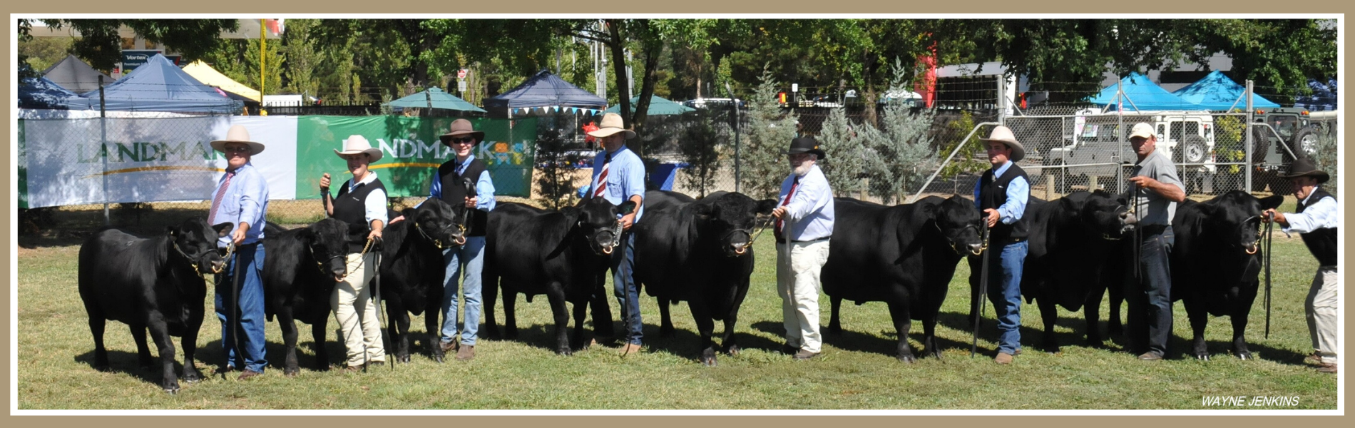 Showing & Exhibiting - Australian Lowline Cattle Association