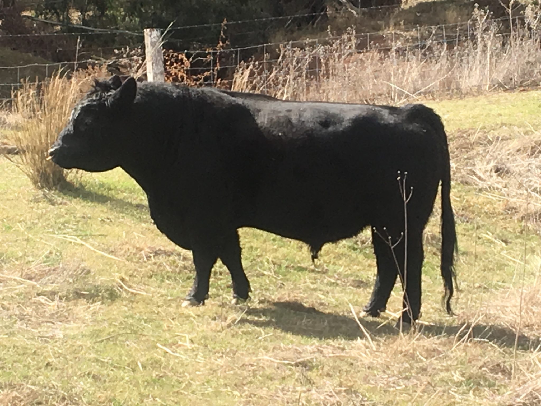 Australian Lowline Cattle & Genetics For Sale - ALCA