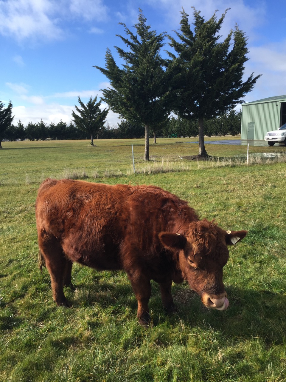 Australian Lowline Cattle & Genetics For Sale - ALCA