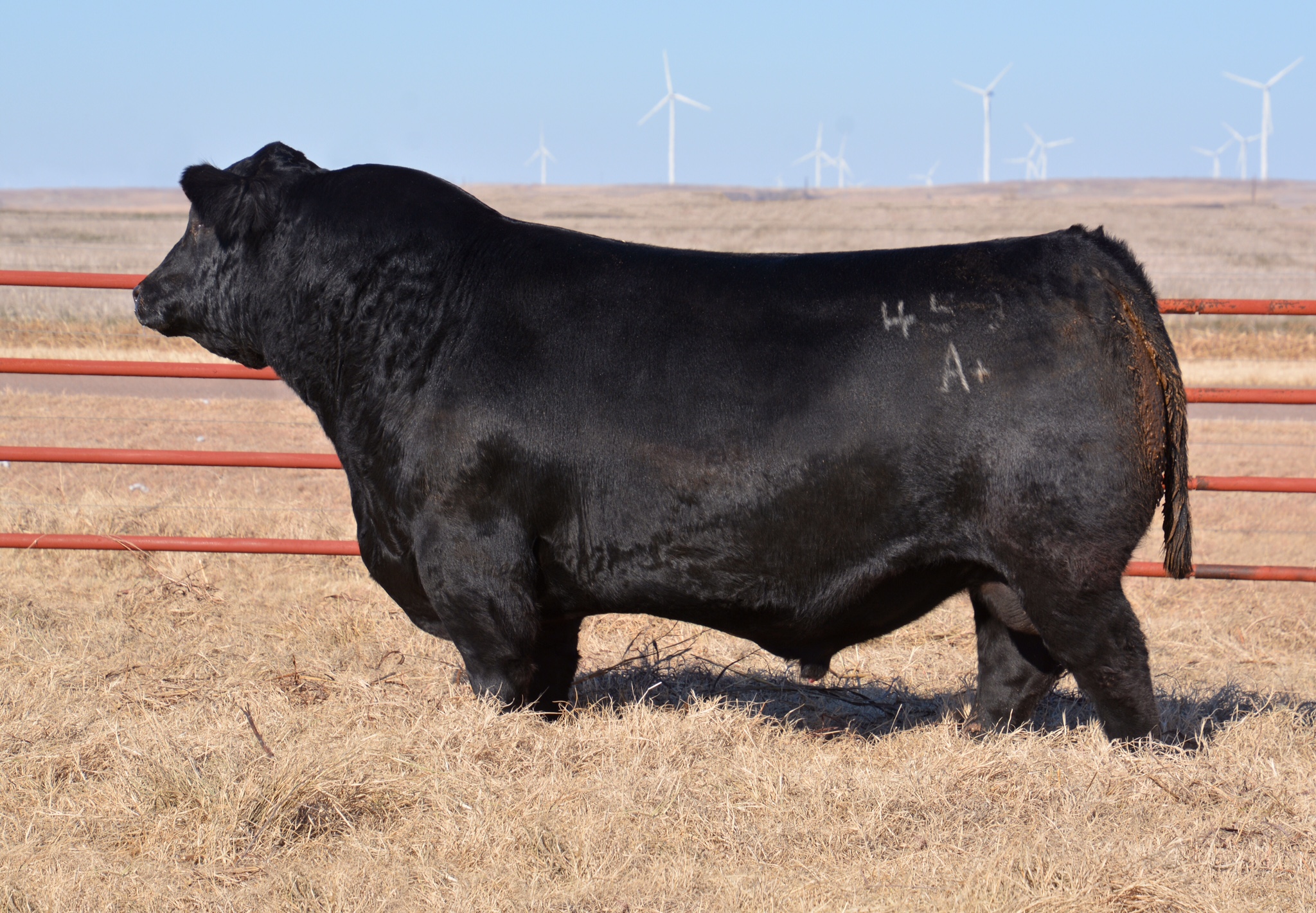 Australian Lowline Cattle & Genetics For Sale - ALCA