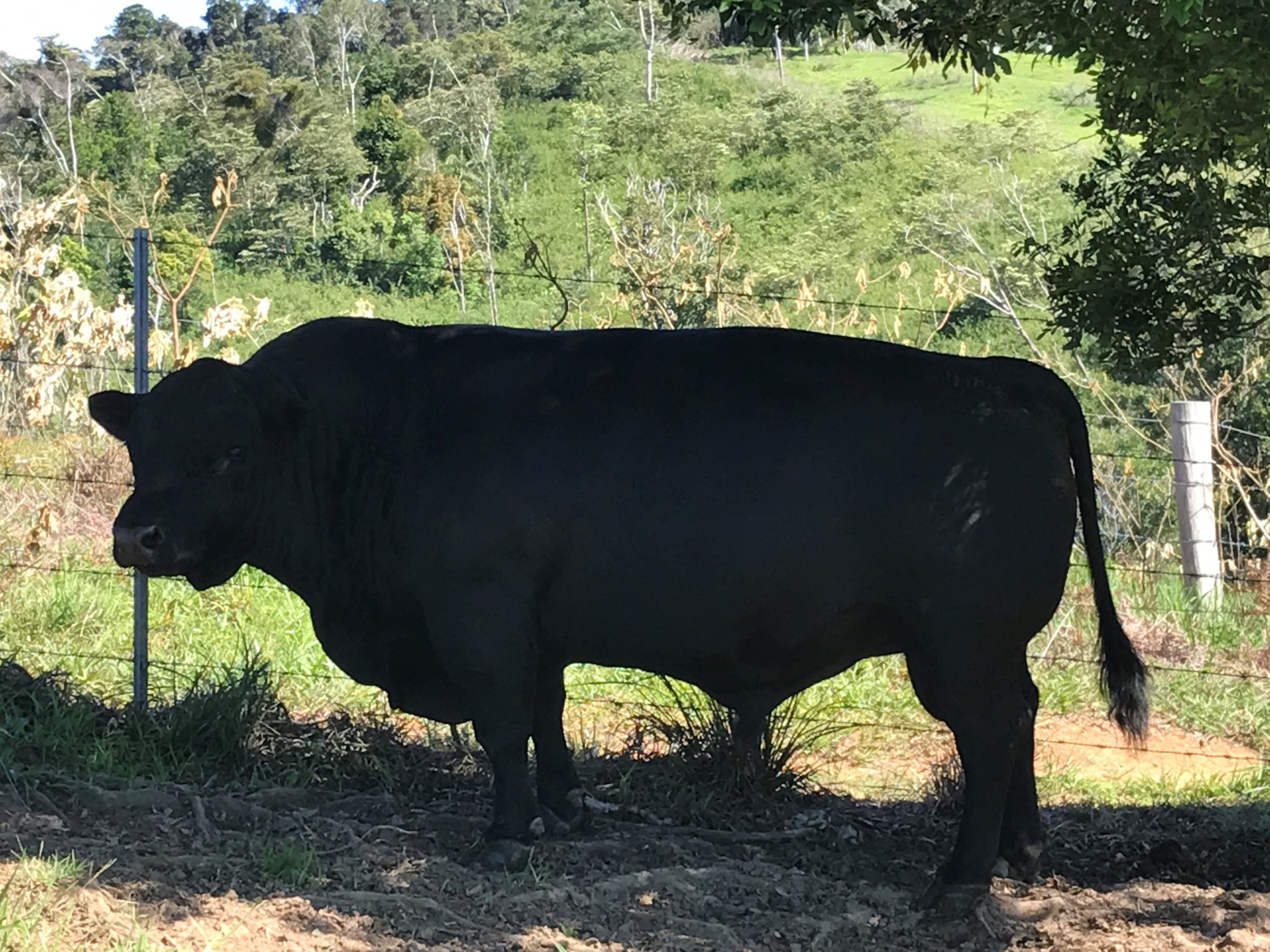 Australian Lowline Cattle & Genetics For Sale - ALCA