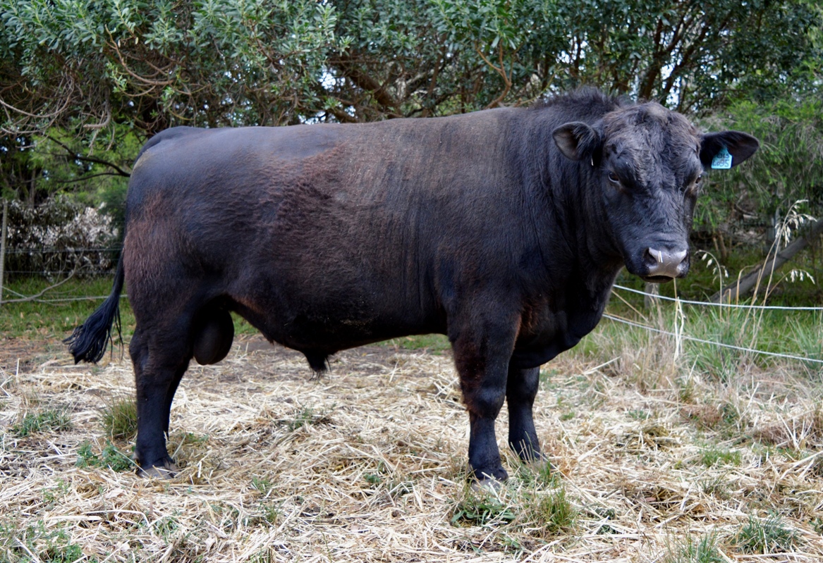 Australian Lowline Cattle & Genetics For Sale - ALCA