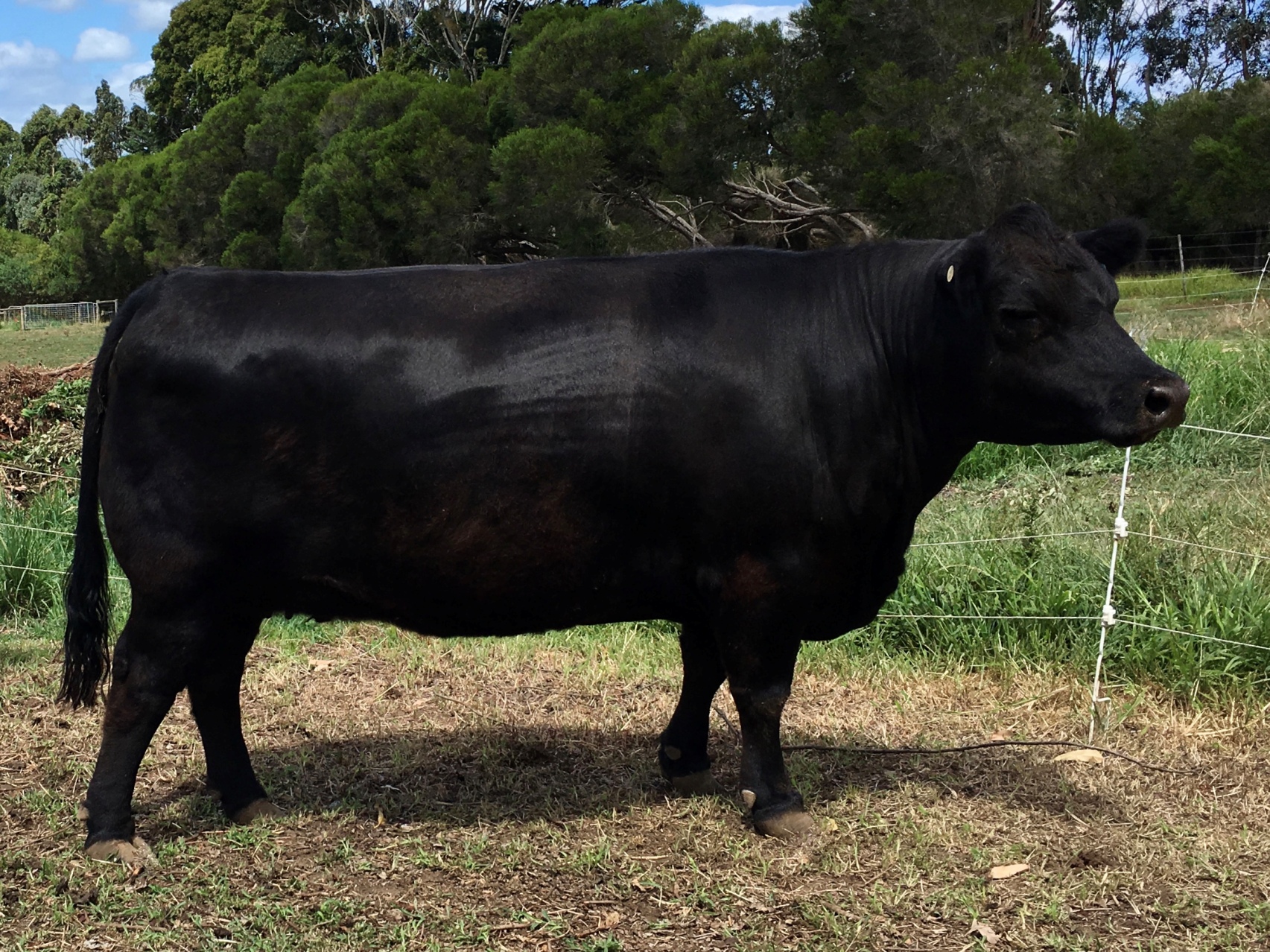 Australian Lowline Cattle & Genetics For Sale - ALCA