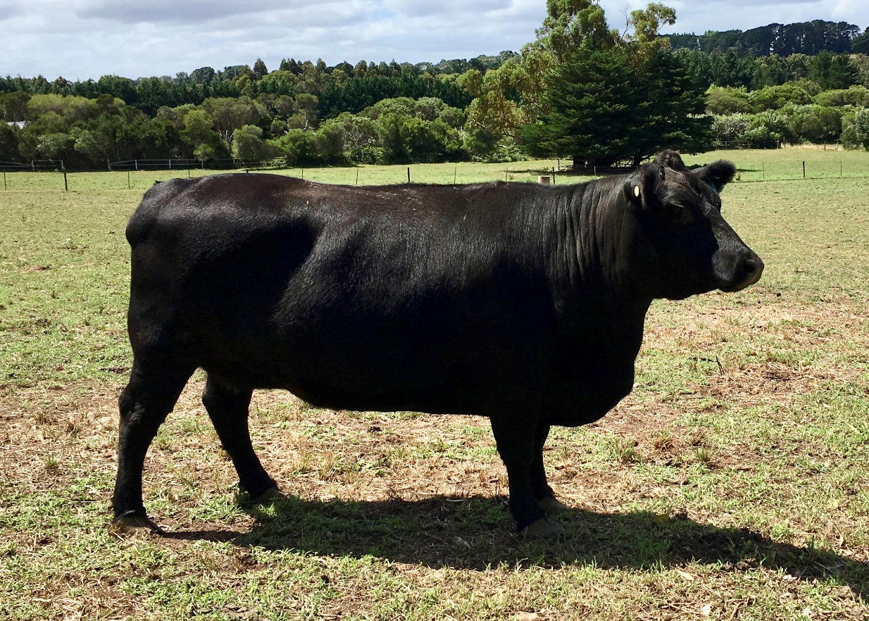Australian Lowline Cattle & Genetics For Sale - ALCA