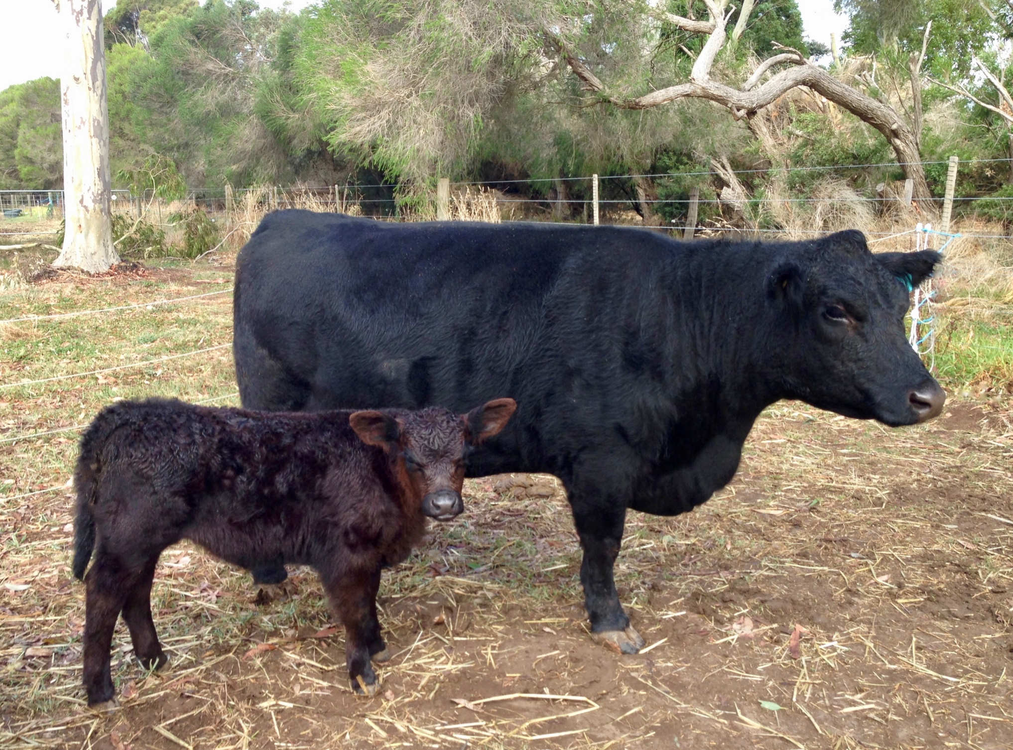 Australian Lowline Cattle & Genetics For Sale - ALCA