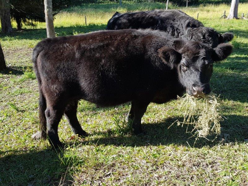 Australian Lowline Cattle & Genetics For Sale - ALCA