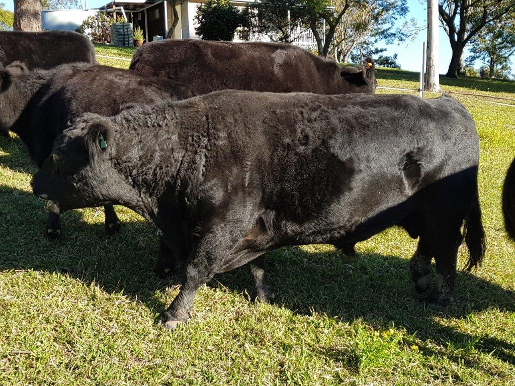 Australian Lowline Cattle & Genetics For Sale - ALCA