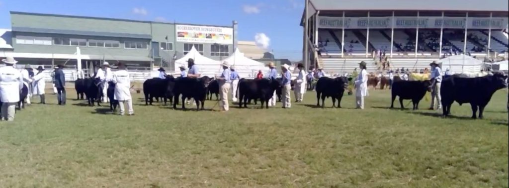 2018 Rockhampton Beef - Australian Lowlines on show - Australian ...