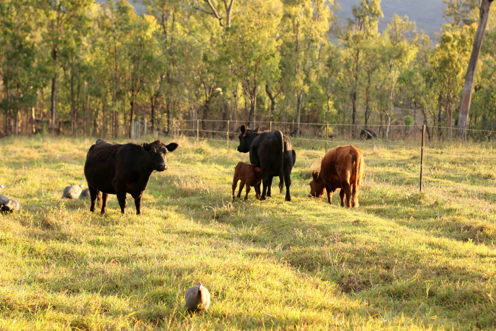 Contact Australian Lowline Cattle Association