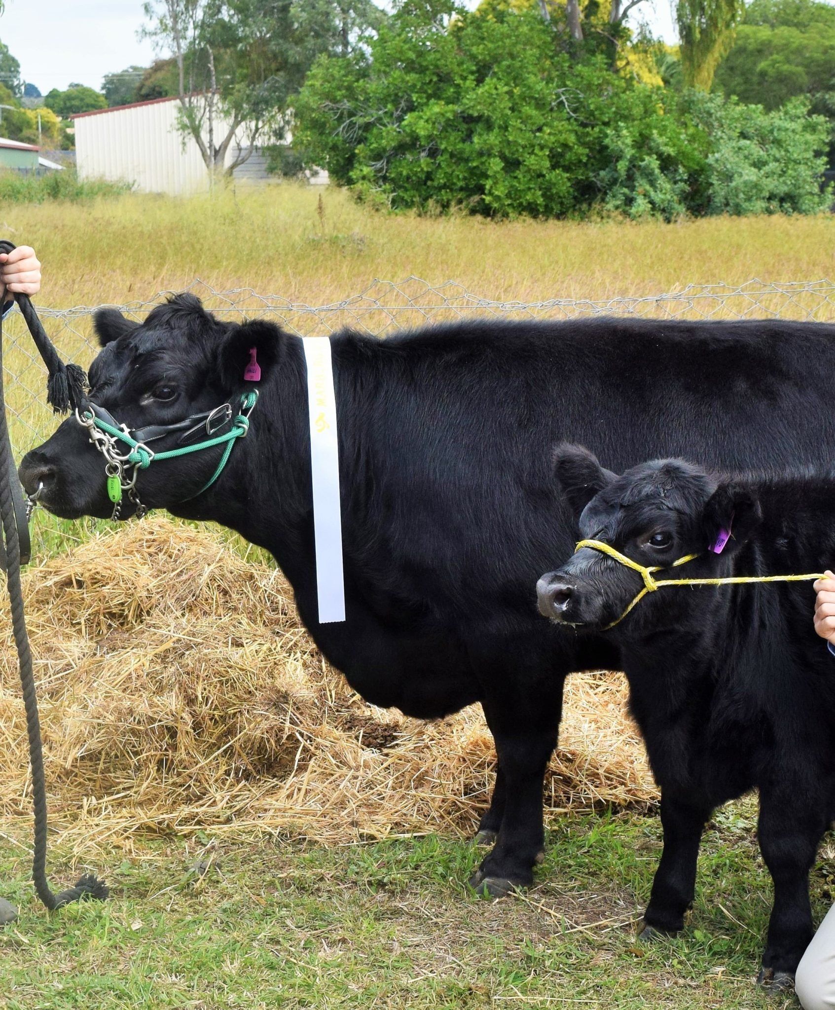 Australian Lowline Cattle & Genetics For Sale - ALCA