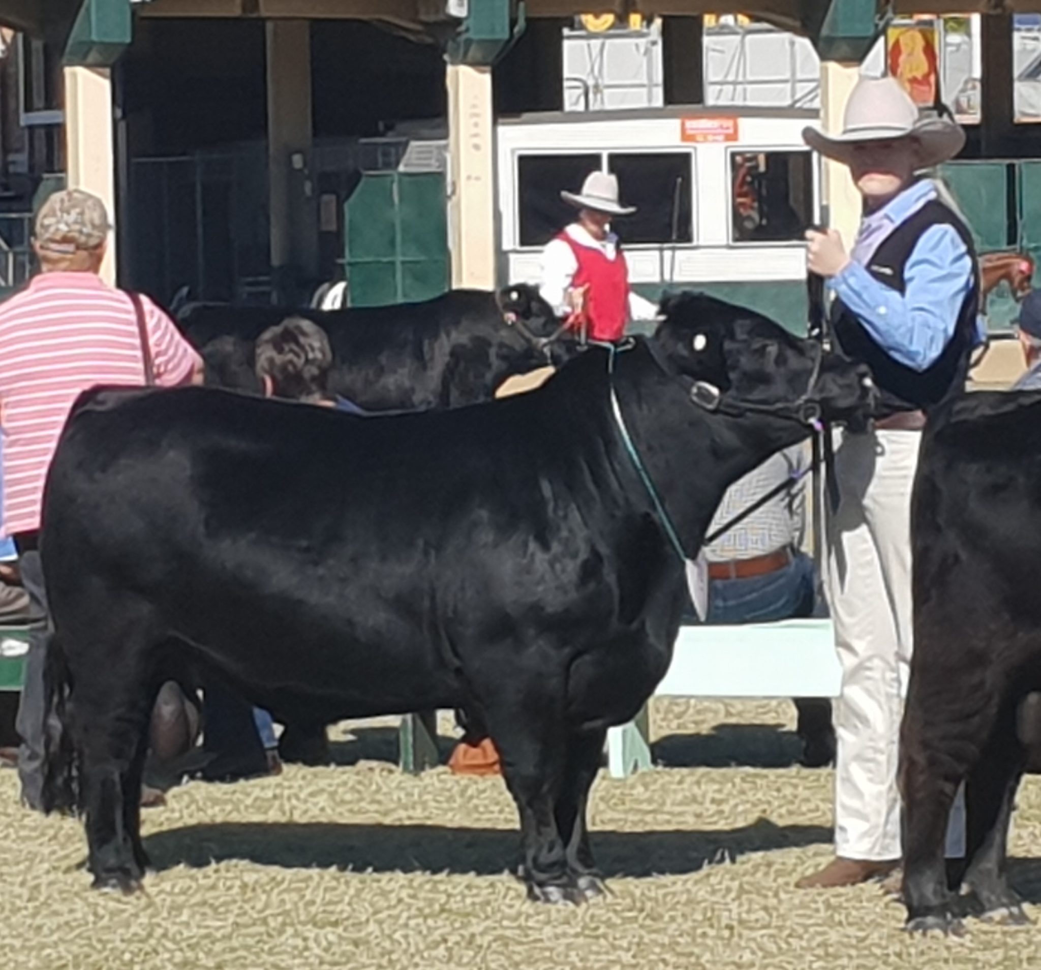 Australian Lowline Cattle & Genetics For Sale - ALCA