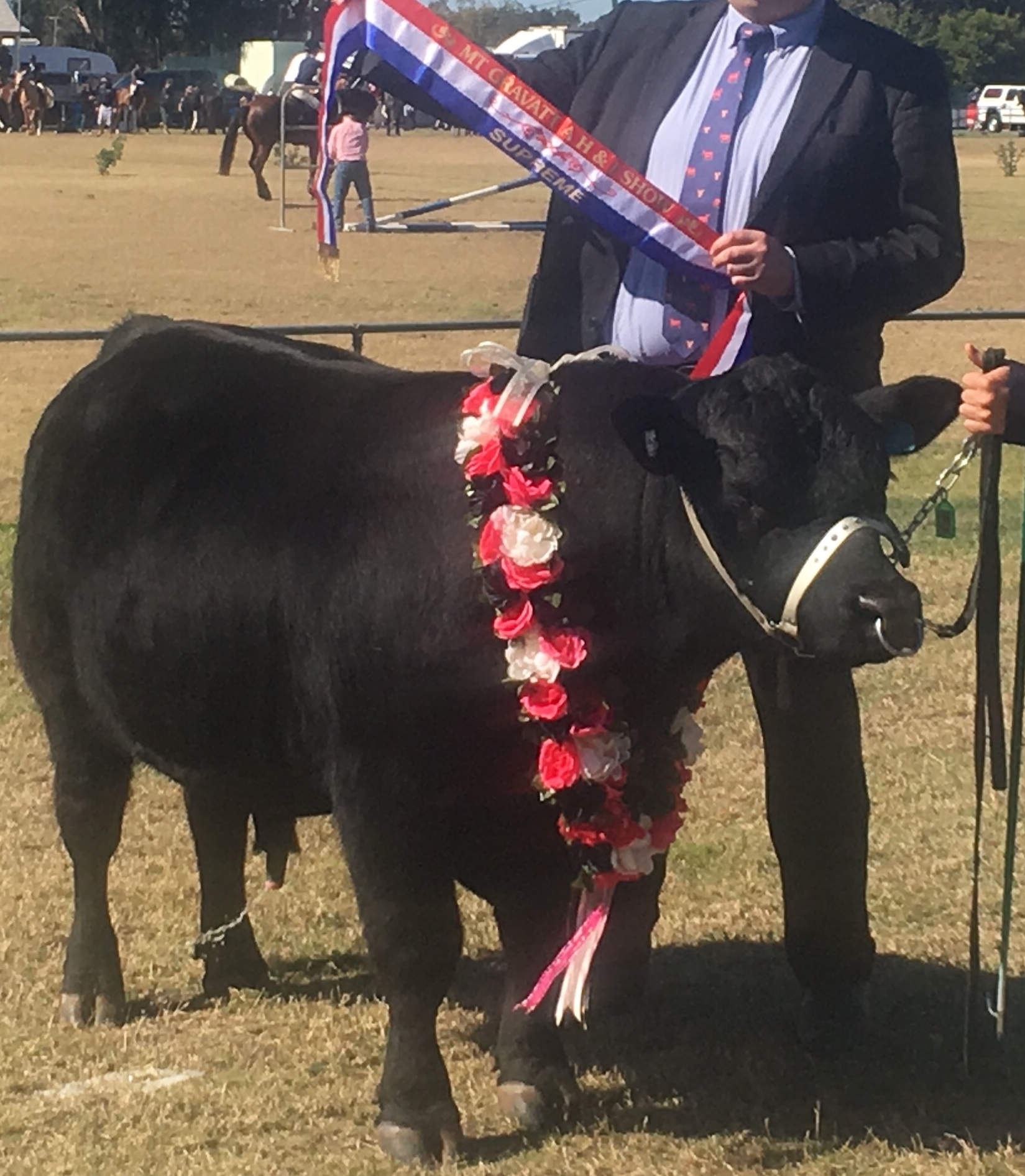 Australian Lowline Cattle & Genetics For Sale - ALCA