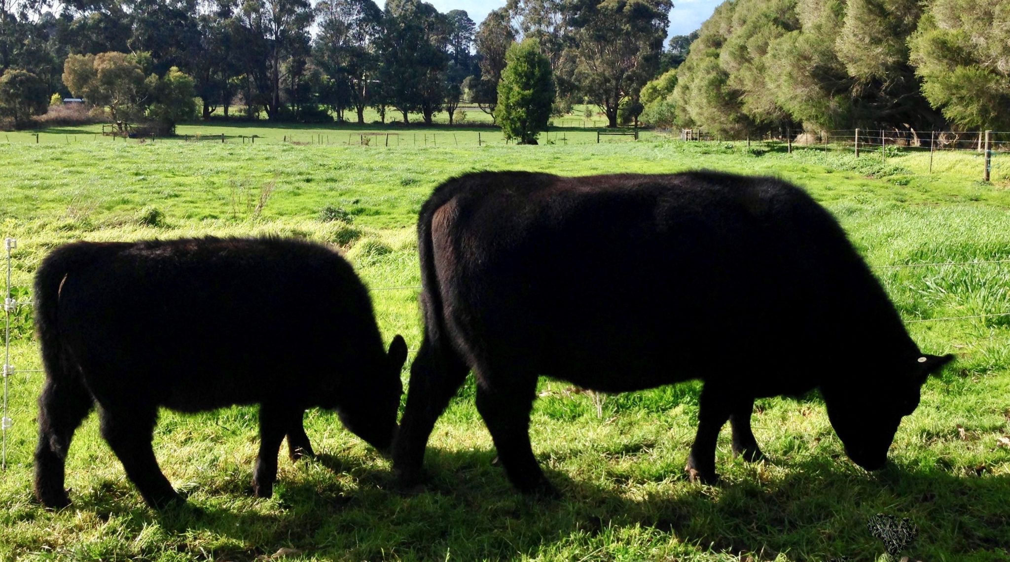 Australian Lowline Cattle & Genetics For Sale - ALCA