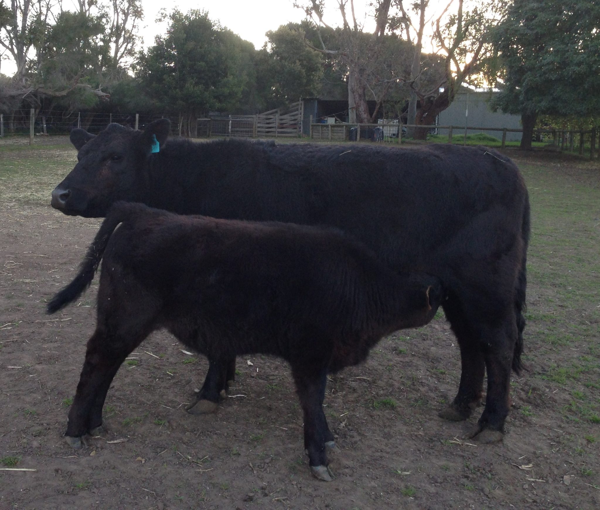 Australian Lowline Cattle & Genetics For Sale - ALCA