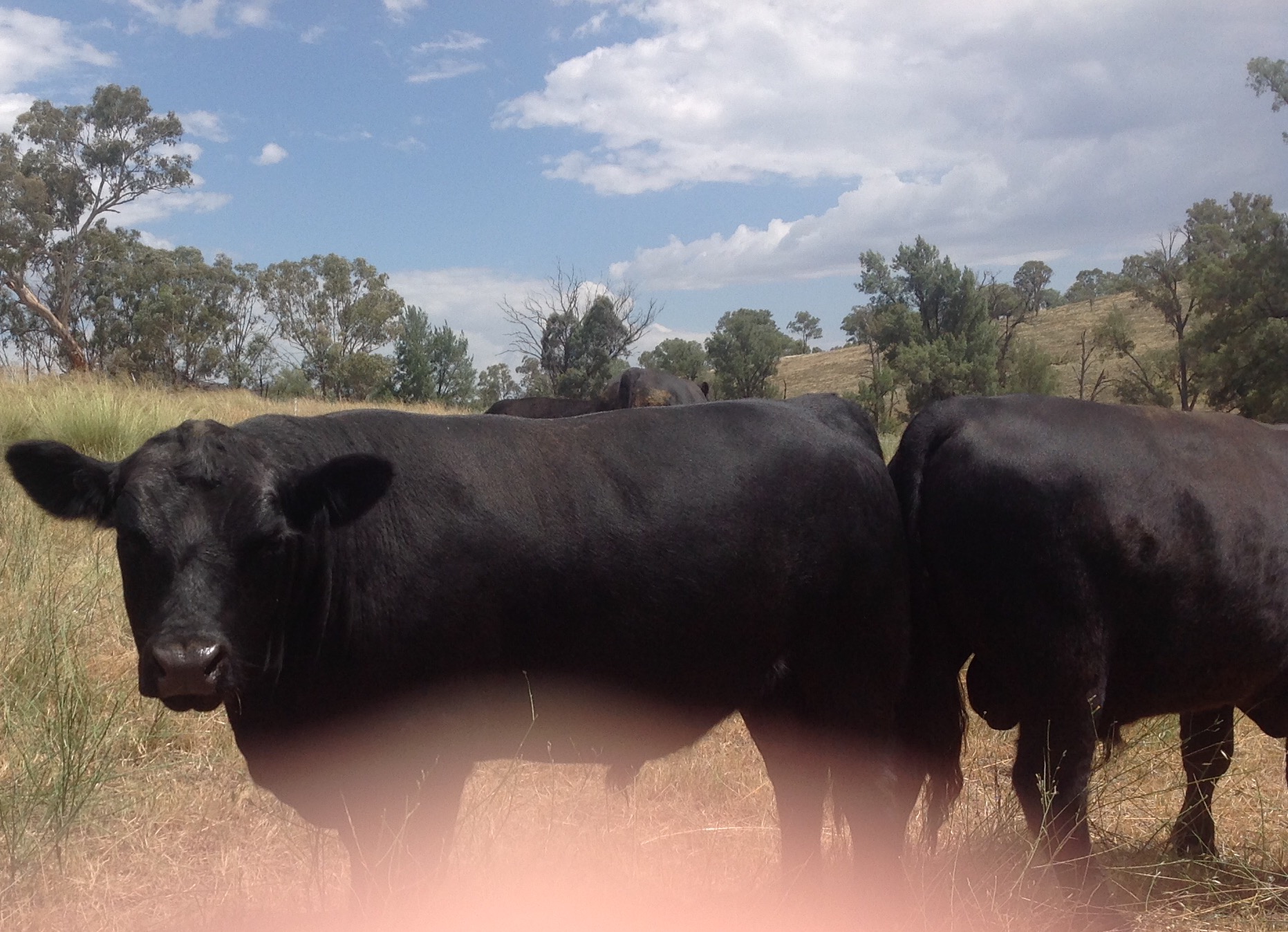 Australian Lowline Cattle & Genetics For Sale - ALCA