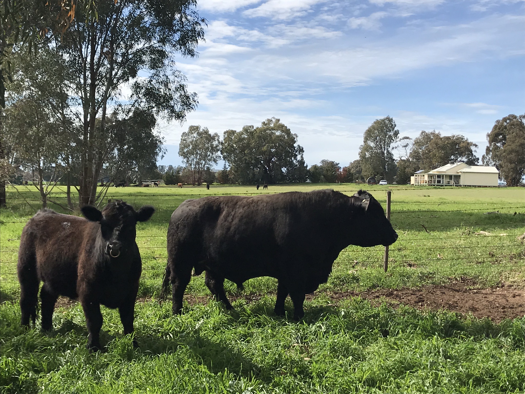 Australian Lowline Cattle & Genetics For Sale - ALCA