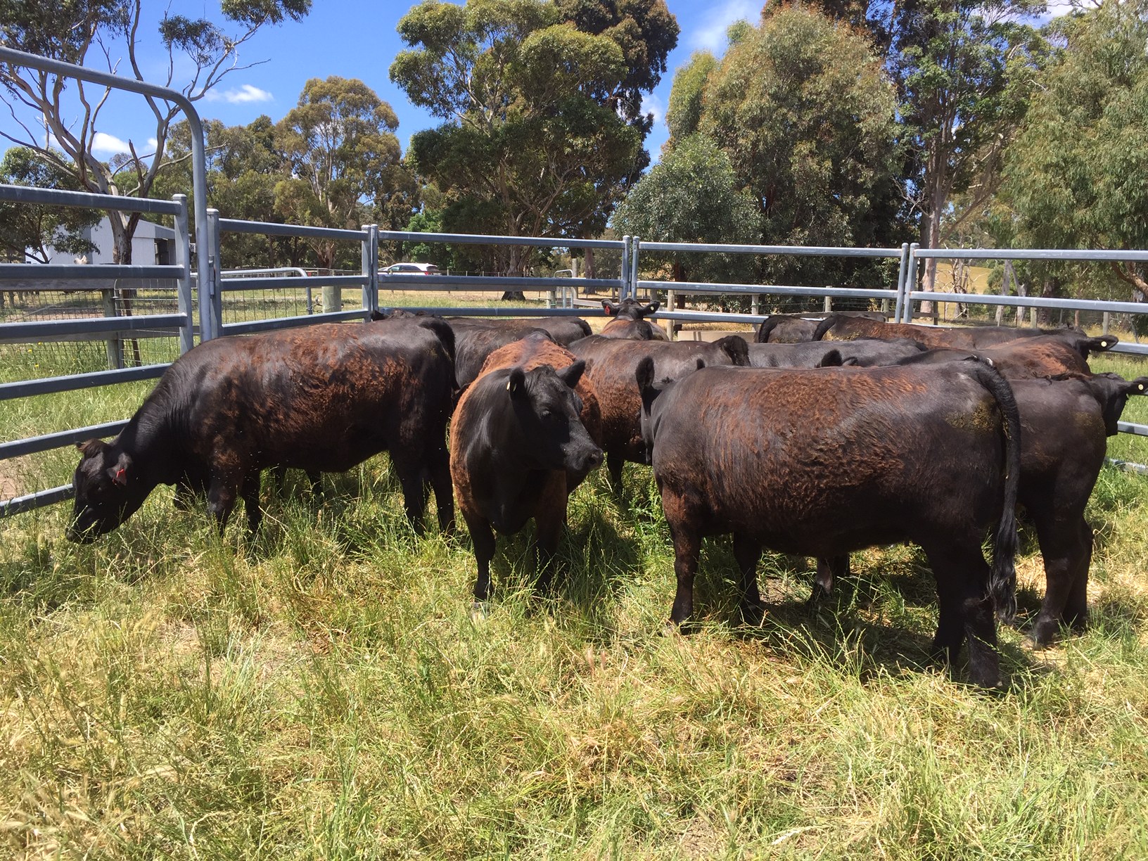 Australian Lowline Cattle & Genetics For Sale - ALCA