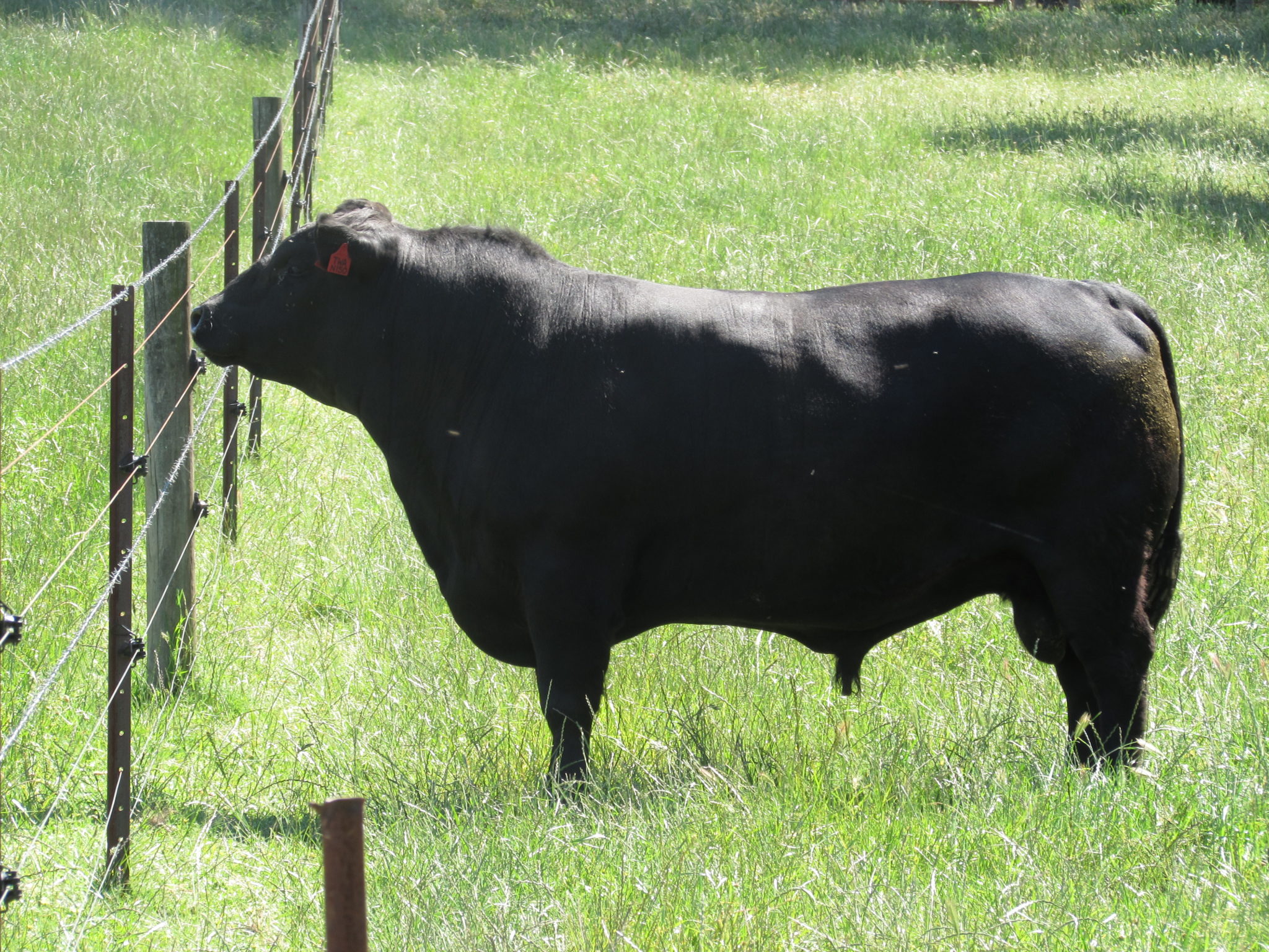 Australian Lowline Cattle & Genetics For Sale - ALCA