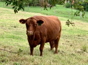 Australian Lowline Cattle & Genetics For Sale - ALCA