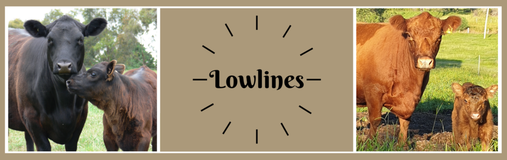 Australian Lowline Cattle Association FAQ - ALCA