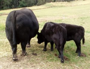 Australian Lowline Cattle & Genetics For Sale - ALCA