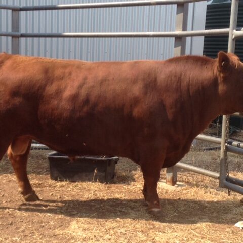 Lowline Cattle Gallery - ALCA