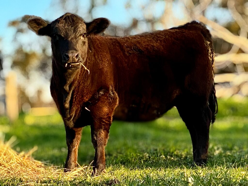 Australian Lowline Cattle & Genetics For Sale - ALCA