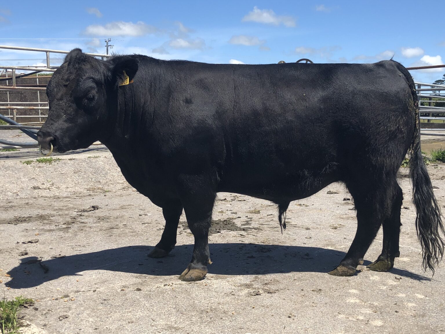 Australian Lowline Cattle & Genetics For Sale - ALCA