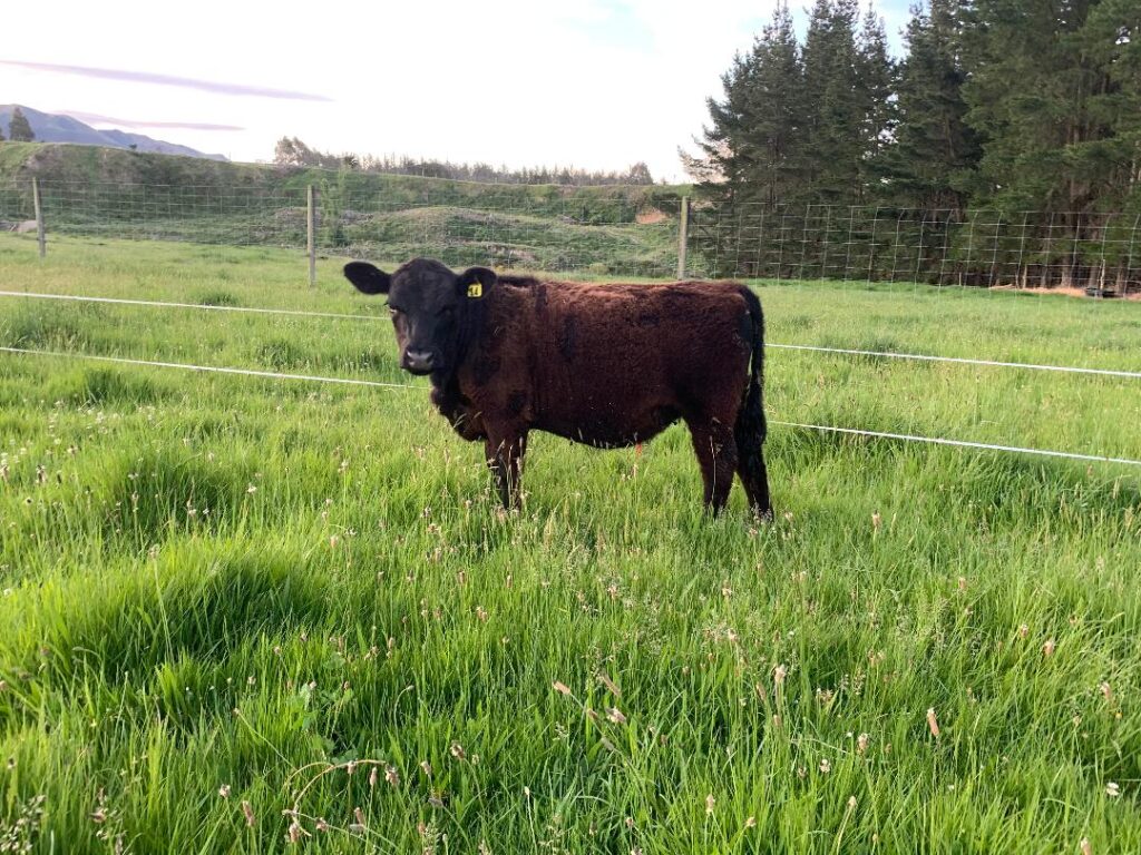 Australian Lowline Cattle & Genetics For Sale - ALCA