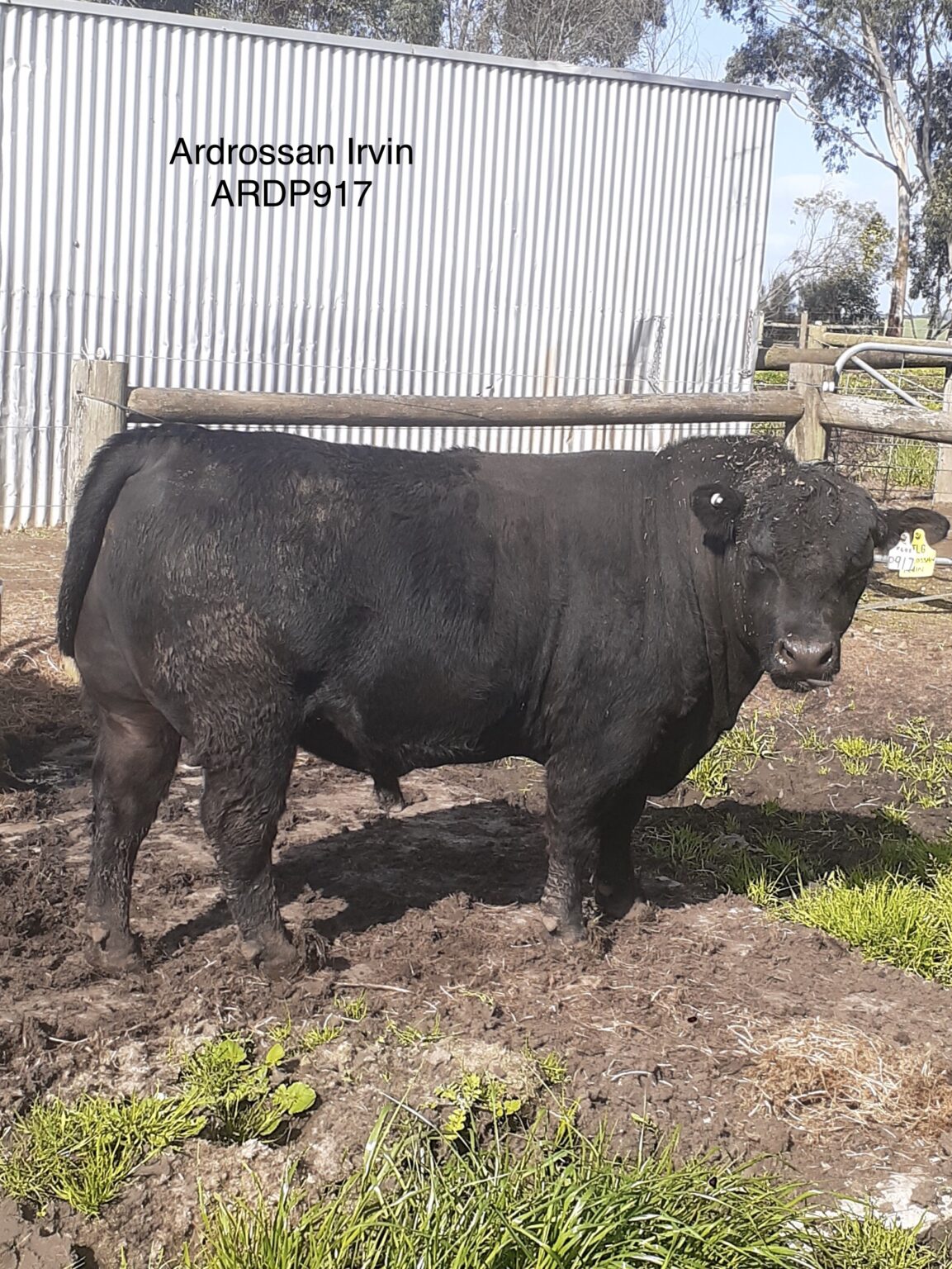 Australian Lowline Cattle & Genetics For Sale - ALCA