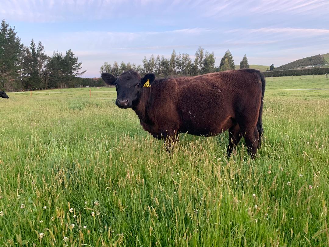 Australian Lowline Cattle & Genetics For Sale - ALCA