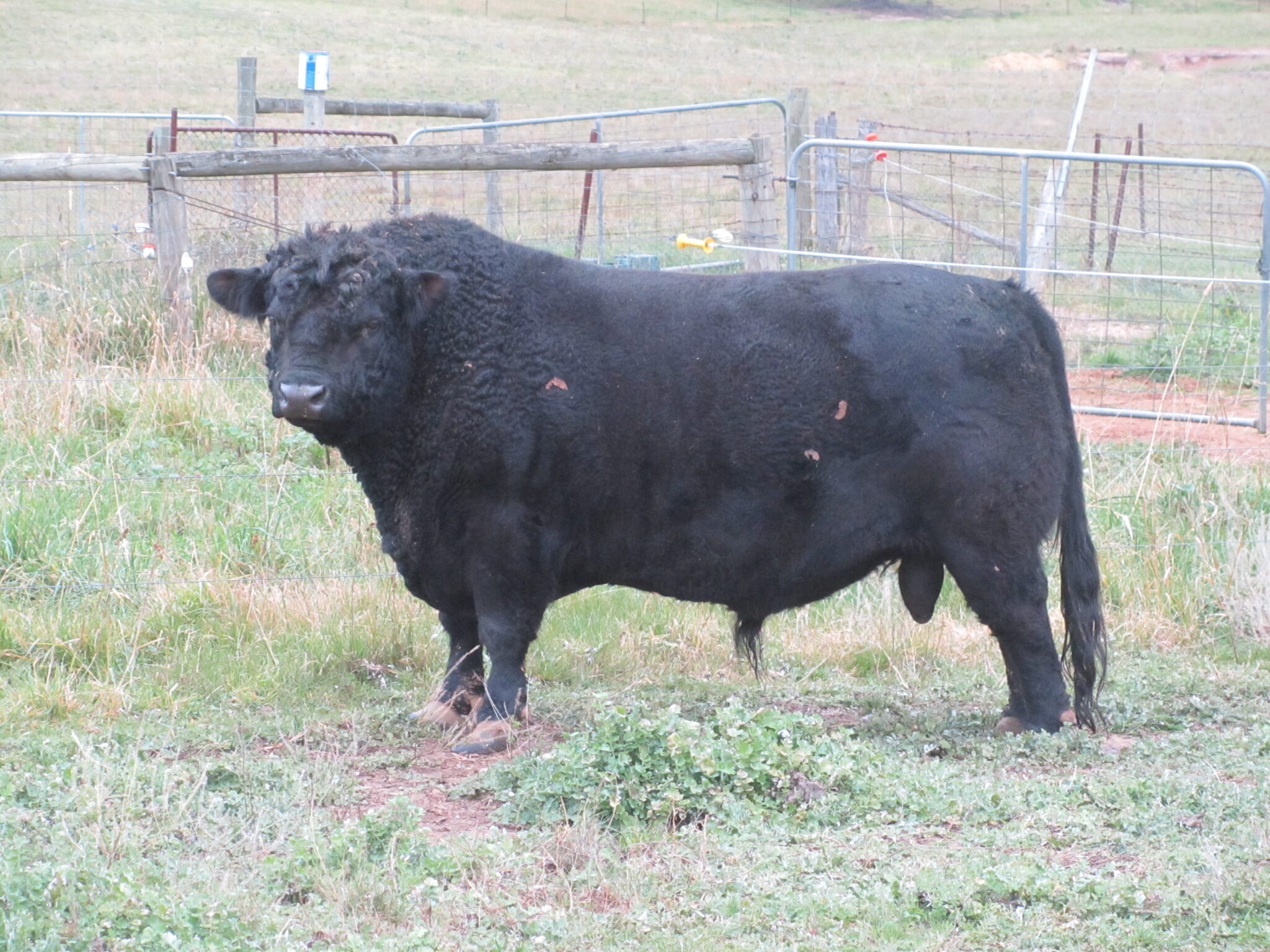 Australian Lowline Cattle & Genetics For Sale - ALCA