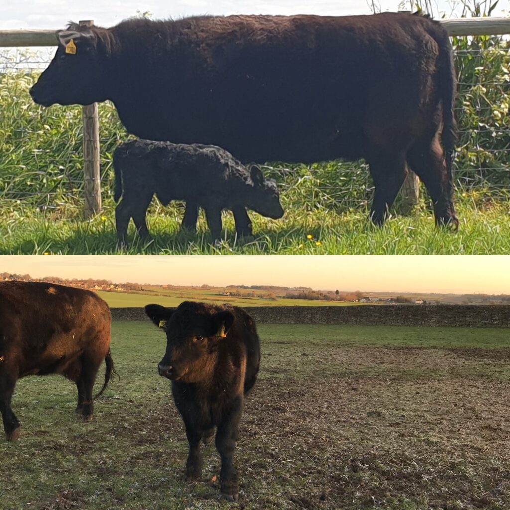 Australian Lowline Cattle & Genetics For Sale - ALCA