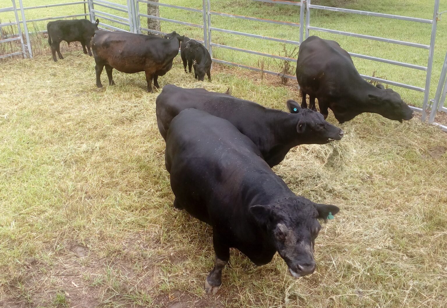 Australian Lowline Cattle & Genetics For Sale - ALCA