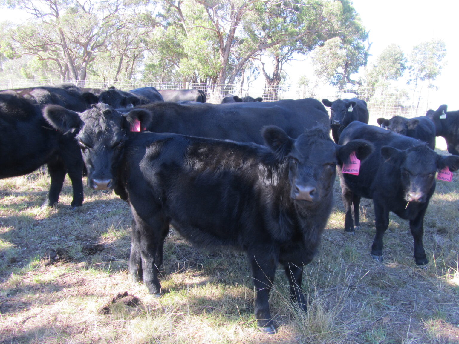 Australian Lowline Cattle & Genetics For Sale - ALCA